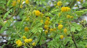 UAE Flora